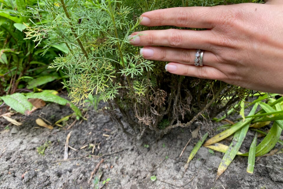 Cola Plant: 7 Things You Need To Know About Growing The Herb That ...