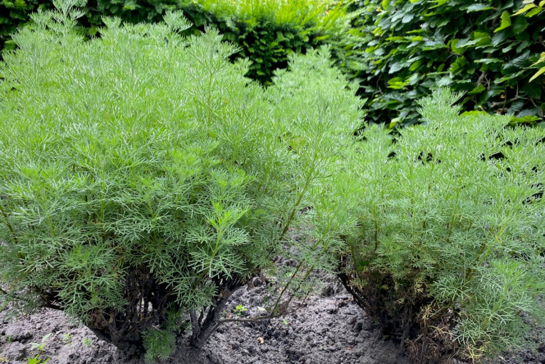 Cola Plant: 7 Things You Need To Know About Growing The Herb That ...