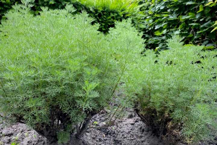 Cola Plant: 7 Things You Need To Know About Growing The Herb That ...