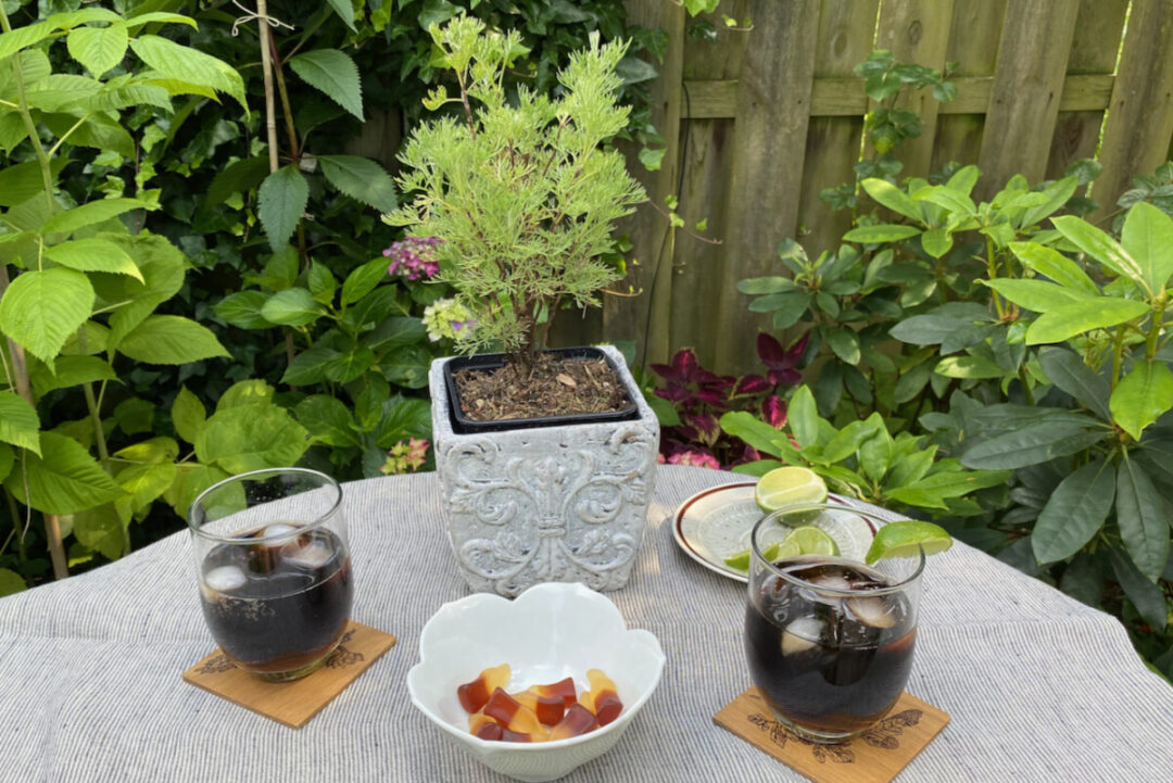 Cola Plant: 7 Things You Need To Know About Growing The Herb That ...