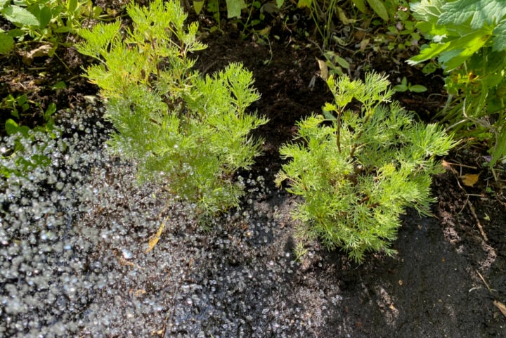 Cola Plant: 7 Things You Need To Know About Growing The Herb That ...