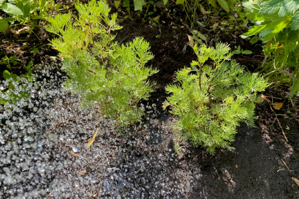 Cola Plant: 7 Things You Need To Know About Growing The Herb That ...