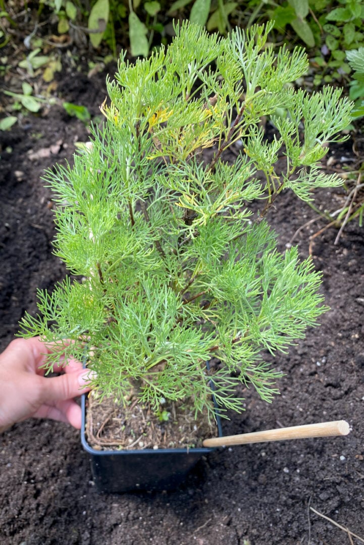 Cola Plant: 7 Things You Need To Know About Growing The Herb That ...