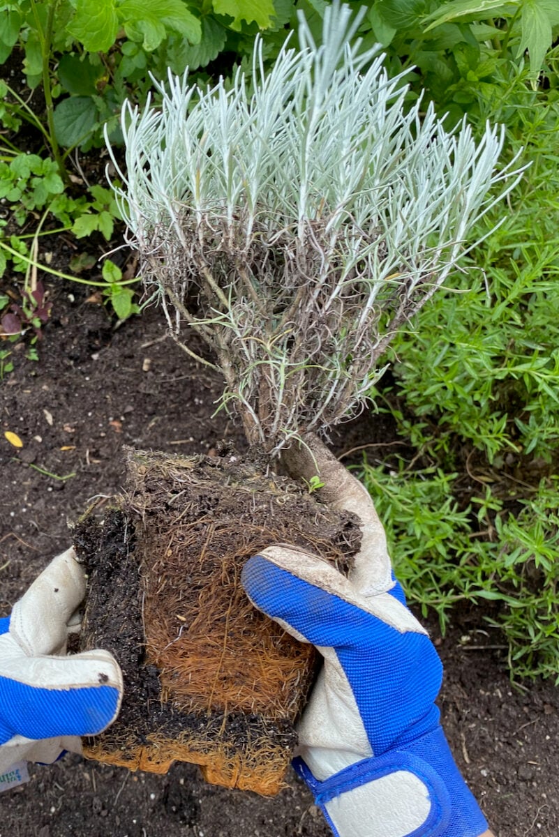 6 Reasons Why You Should Grow a Curry Plant