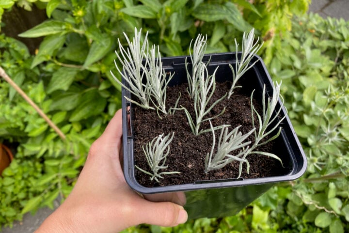 6 Reasons Why You Should Grow a Curry Plant