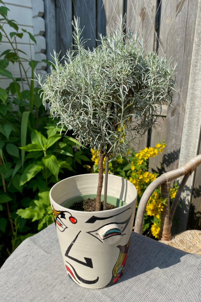 6 Reasons Why You Should Grow a Curry Plant