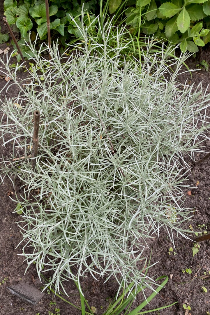 6 Reasons Why You Should Grow a Curry Plant