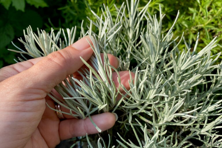 6 Reasons Why You Should Grow a Curry Plant