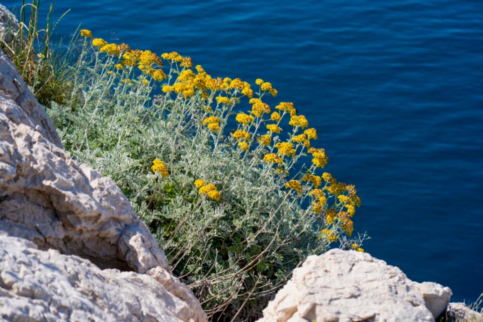 6 Reasons Why You Should Grow a Curry Plant