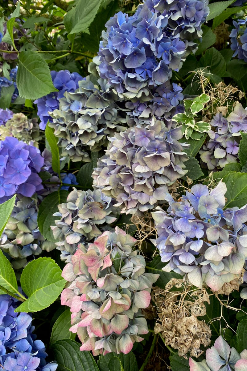 Hydrangeas Done Blooming? 4 Things To Do Now