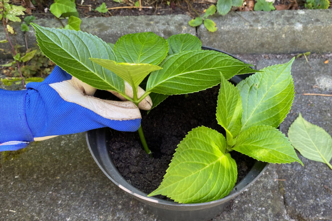 Hydrangeas Done Blooming? 4 Things To Do Now