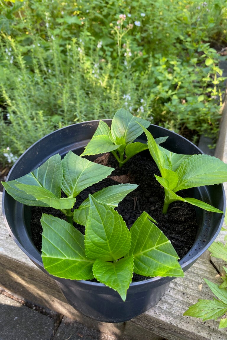 Hydrangeas Done Blooming? 4 Things To Do Now