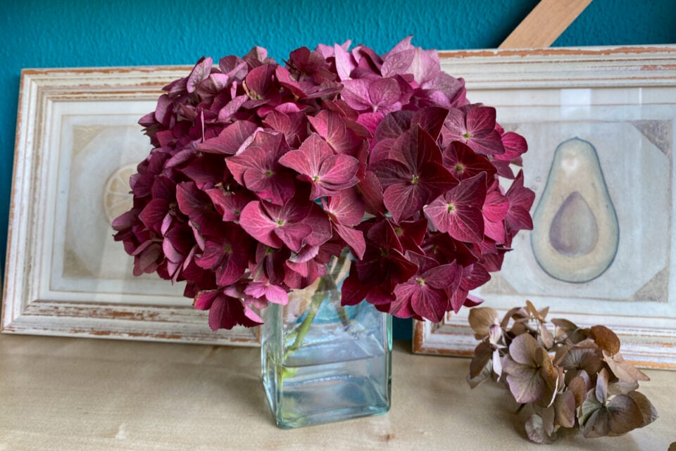 Hydrangeas Done Blooming? 4 Things To Do Now