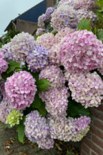 Hydrangeas Done Blooming? 4 Things To Do Now