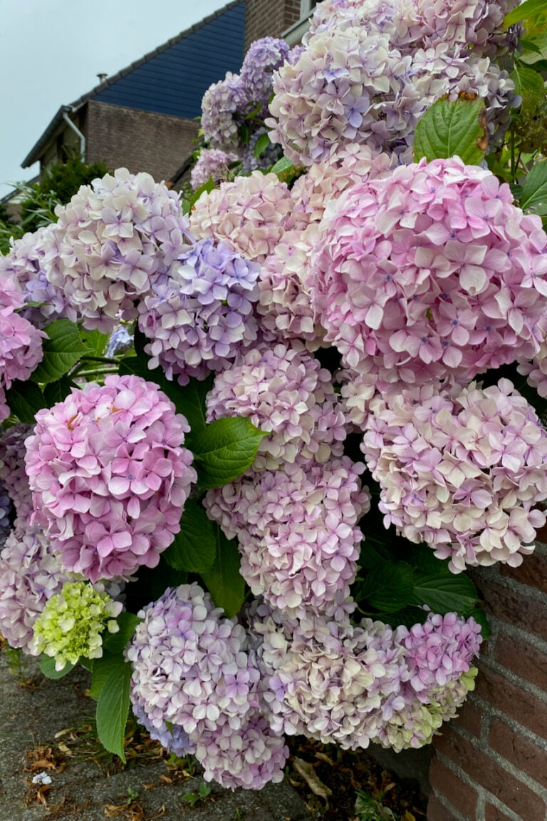 Hydrangeas Done Blooming? 4 Things To Do Now