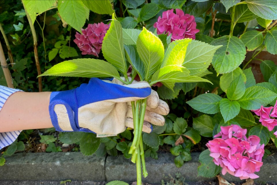 Hydrangeas Done Blooming? 4 Things To Do Now