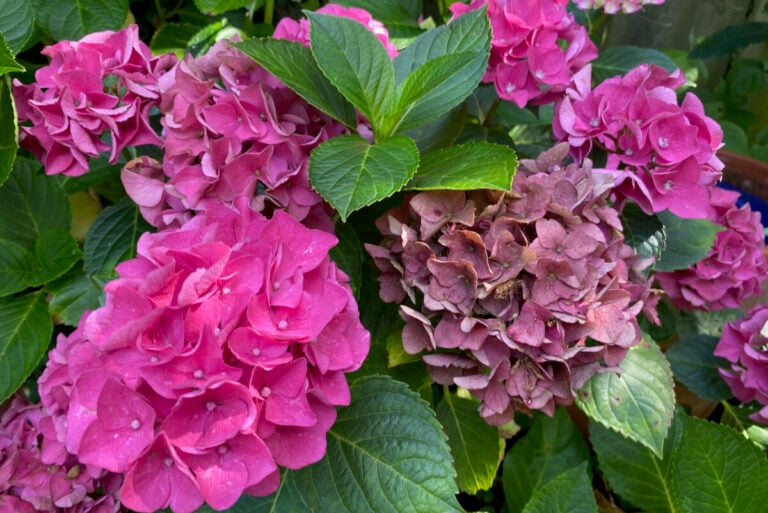 Hydrangeas Done Blooming? 4 Things To Do Now