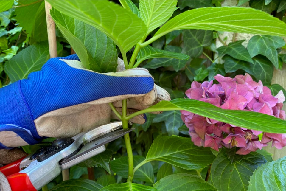 Hydrangeas Done Blooming? 4 Things To Do Now