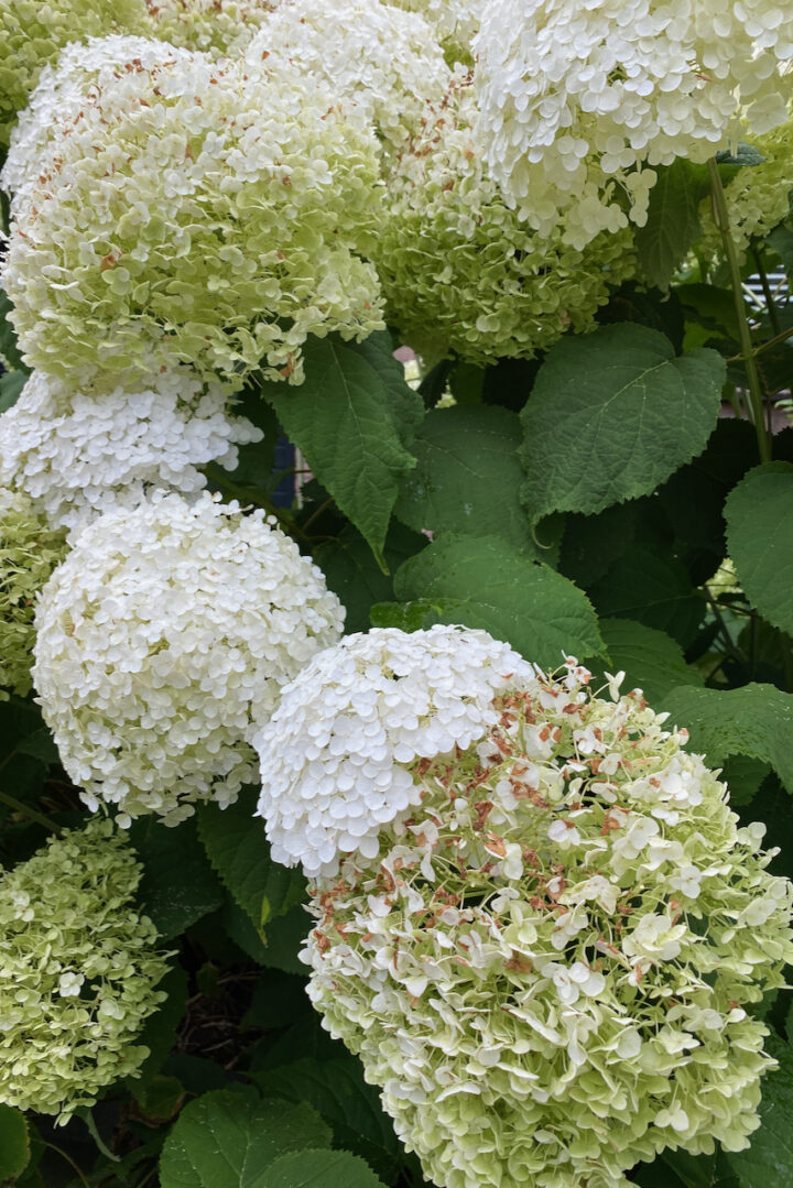 Hydrangeas Done Blooming? 4 Things To Do Now