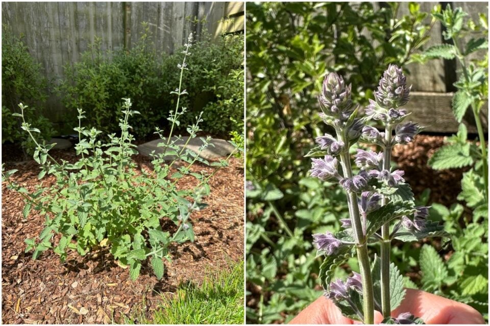 Bored Of Catmint? 5 Beautiful Perennials To Grow Instead