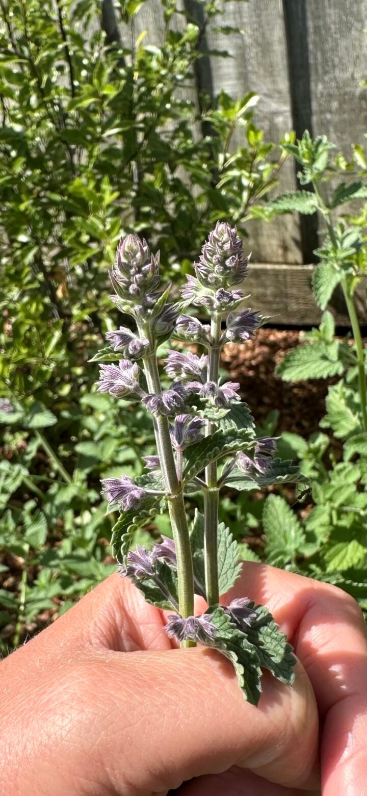 Bored Of Catmint? 5 Beautiful Perennials To Grow Instead
