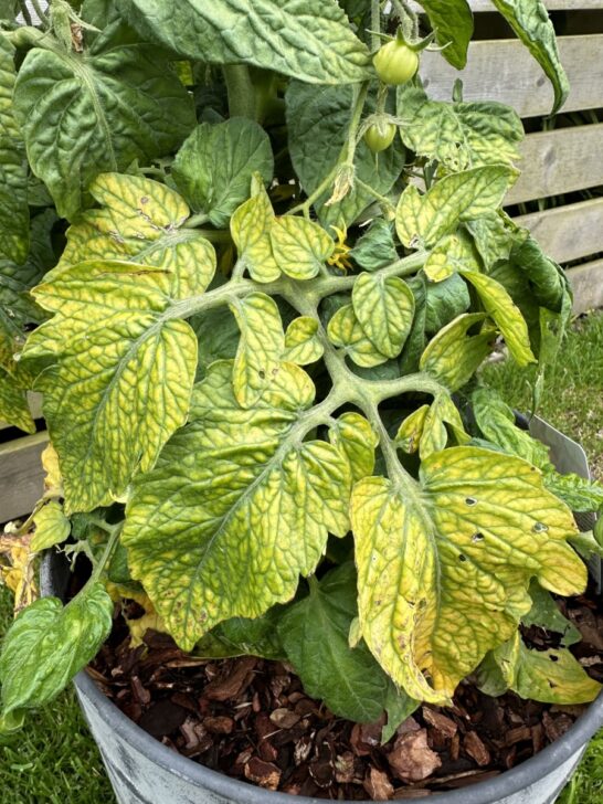 3 Signs of Nitrogen Deficiency in Plants & How to Fix it Quickly