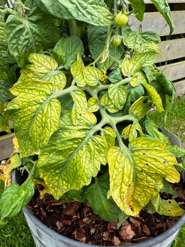 3 Signs of Nitrogen Deficiency in Plants & How to Fix it Quickly