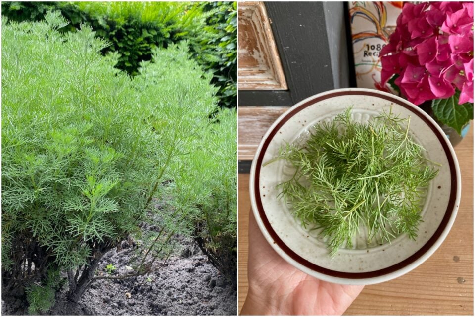 Cola Plant: 7 Things You Need To Know About Growing The Herb That ...