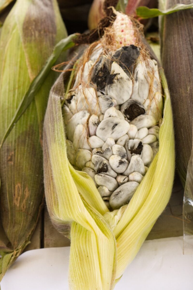 Growing Corn? If You’re Lucky, It Will Catch This Disease
