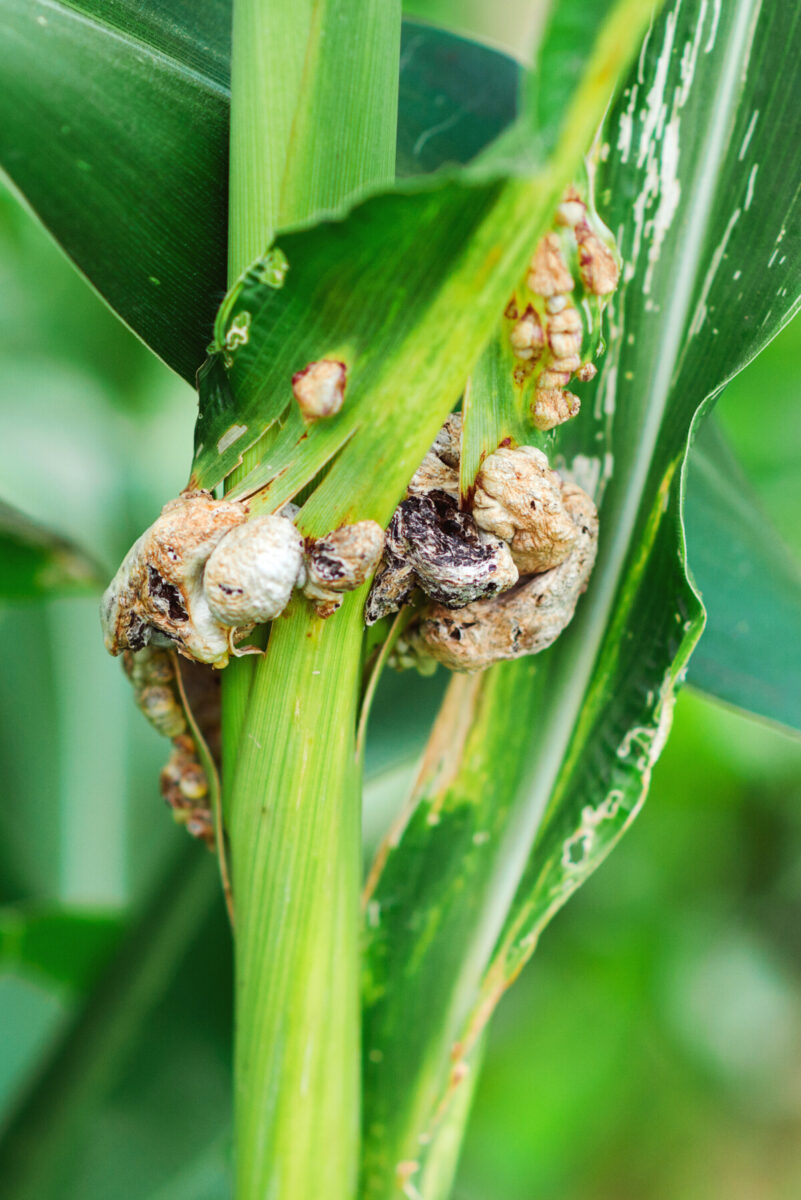 Growing Corn? If You’re Lucky, It Will Catch This Disease