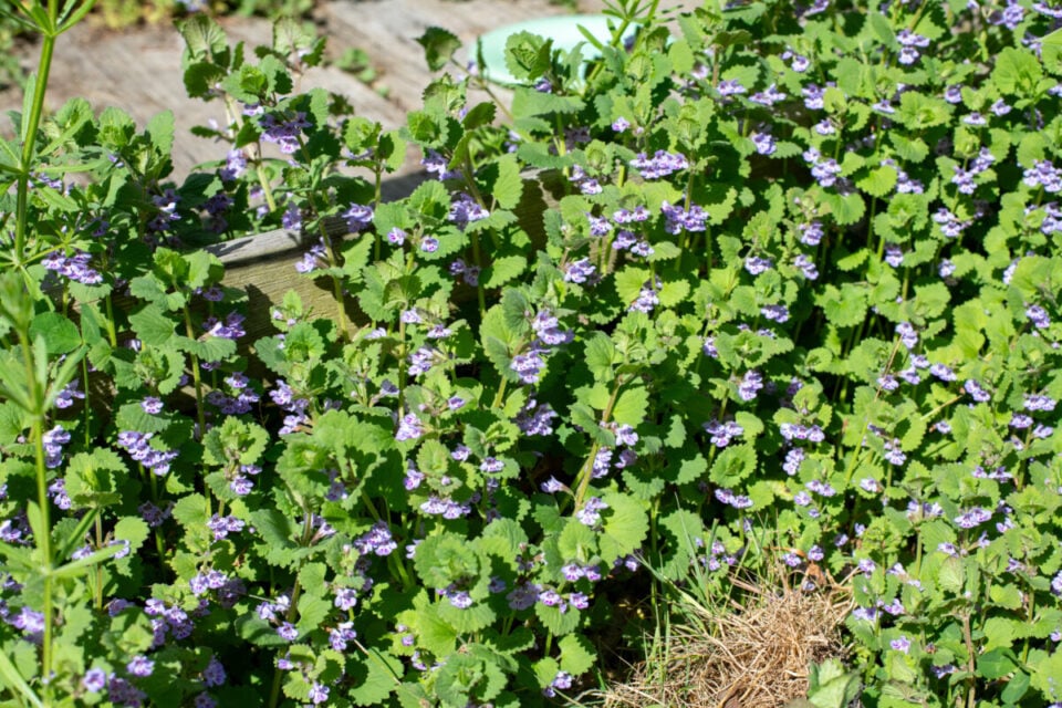 Conquer Creeping Charlie – the Good News & the Bad News about Ground Ivy