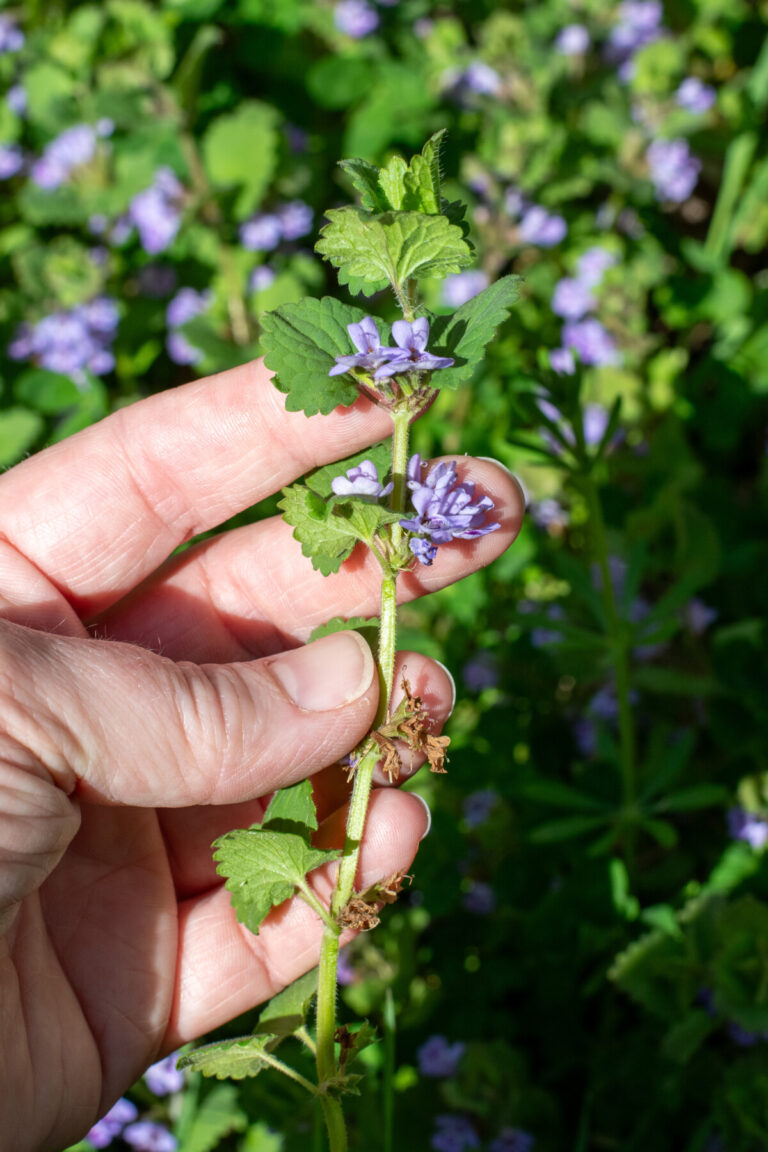 Conquer Creeping Charlie – the Good News & the Bad News about Ground Ivy