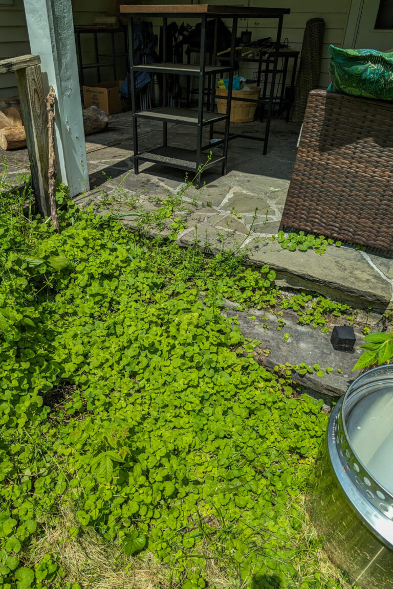 Conquer Creeping Charlie – the Good News & the Bad News about Ground Ivy