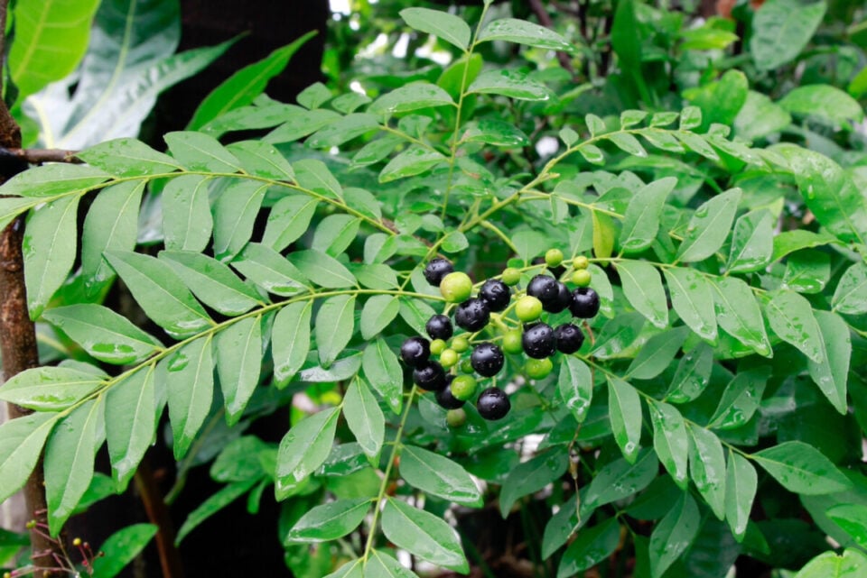 6 Reasons Why You Should Grow a Curry Plant