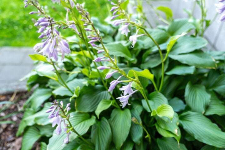 6 Beautiful, Shade-loving Perennials for When You're Bored of Hostas
