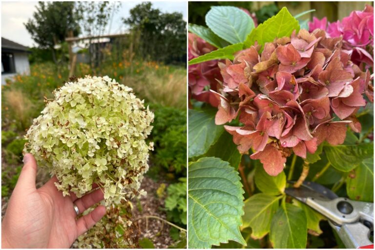 Hydrangeas Done Blooming? 4 Things To Do Now