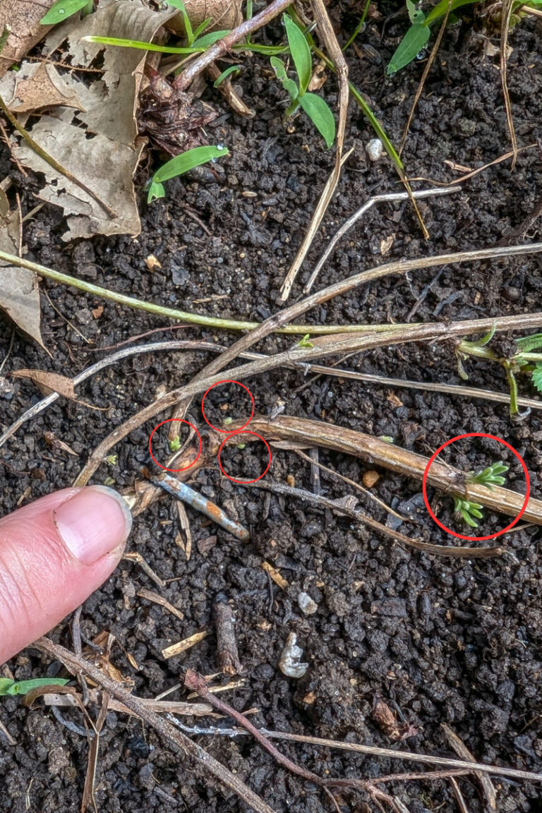 Skip the Cuttings – Layering is the Easiest Way to Propagate Lavender