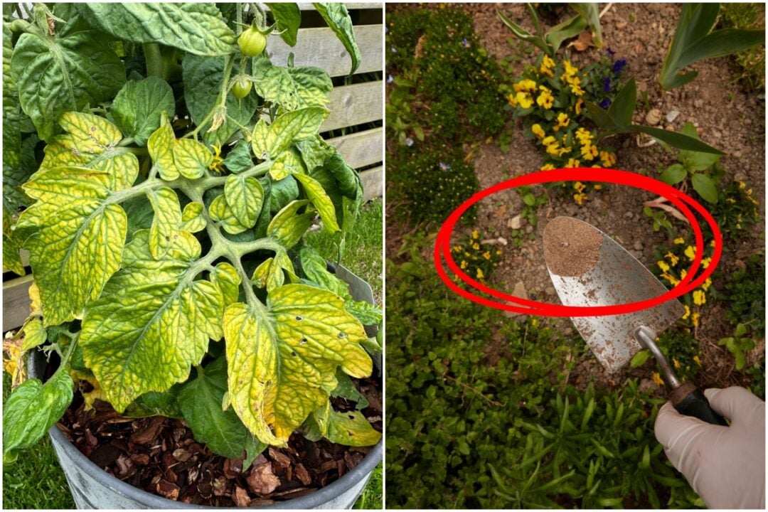 3 Signs of Nitrogen Deficiency in Plants & How to Fix it Quickly