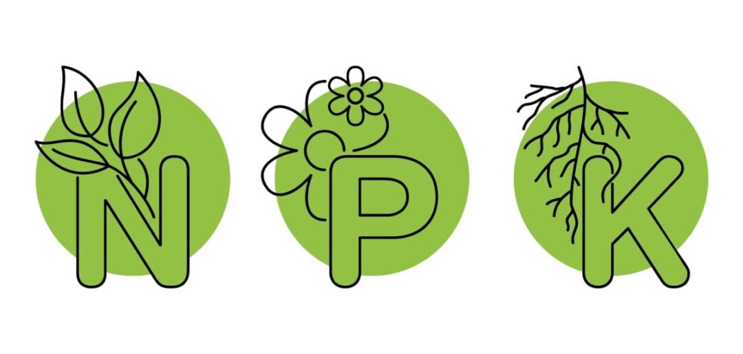 3 Signs of Nitrogen Deficiency in Plants & How to Fix it Quickly