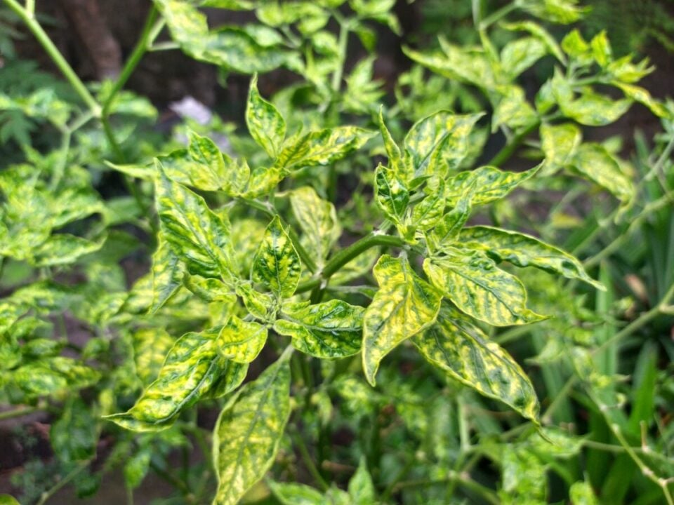 3 Signs of Nitrogen Deficiency in Plants & How to Fix it Quickly