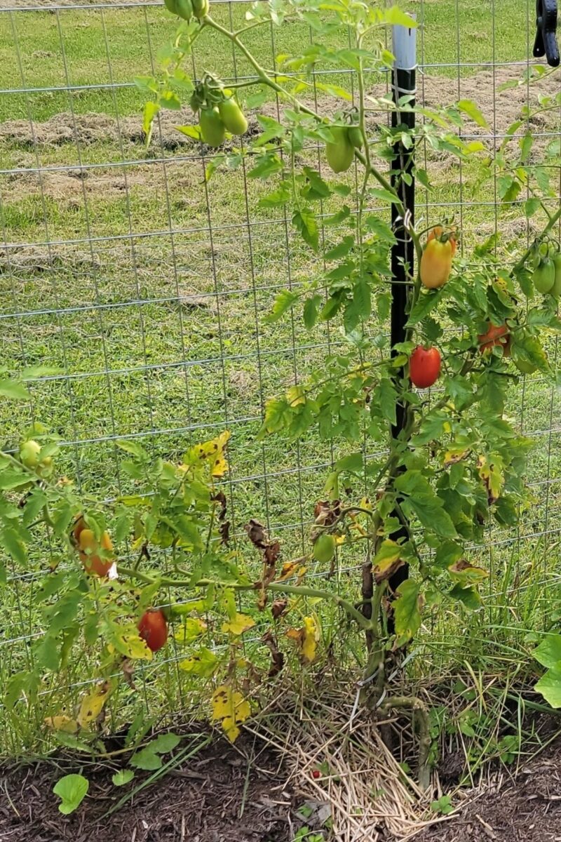 3 Signs of Nitrogen Deficiency in Plants & How to Fix it Quickly