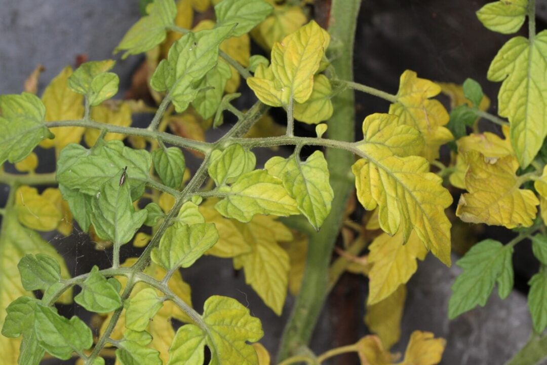 3 Signs of Nitrogen Deficiency in Plants & How to Fix it Quickly