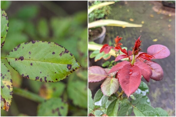 10 Problems That Can Seriously Harm Your Roses & How To Fix Them