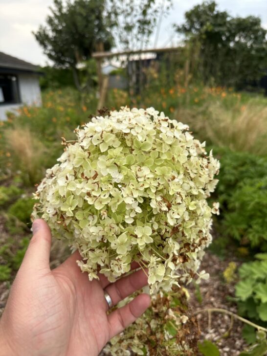 Hydrangeas Done Blooming? 4 Things To Do Now
