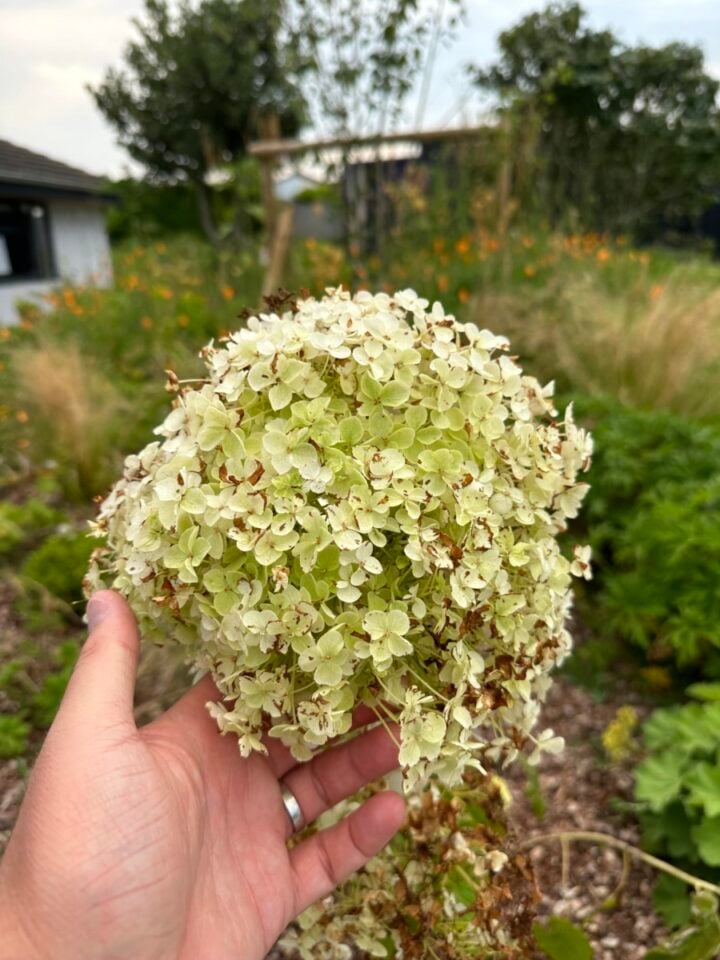 Hydrangeas Done Blooming? 4 Things To Do Now