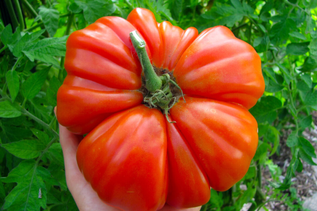7 Reasons to Grow Indeterminate Tomatoes