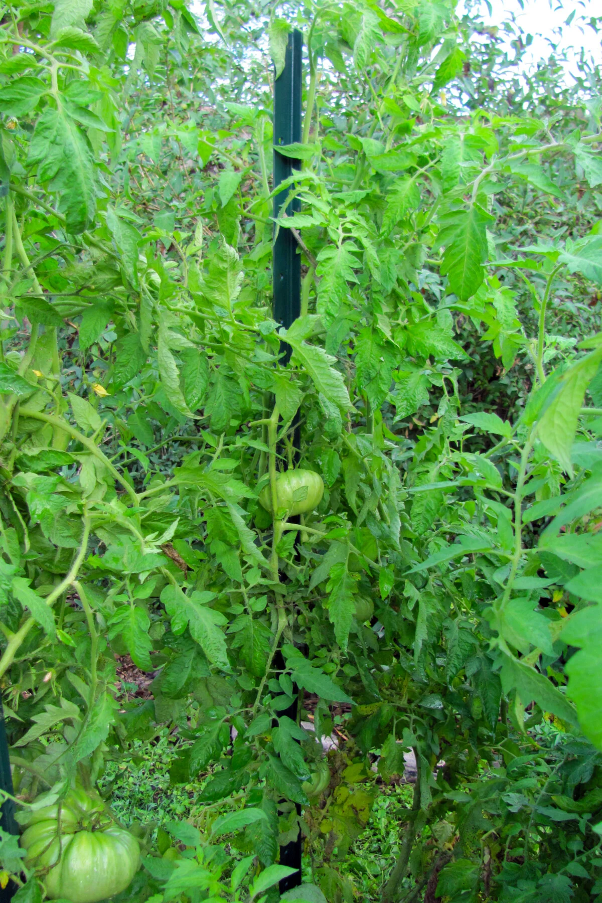 7 Reasons to Grow Indeterminate Tomatoes