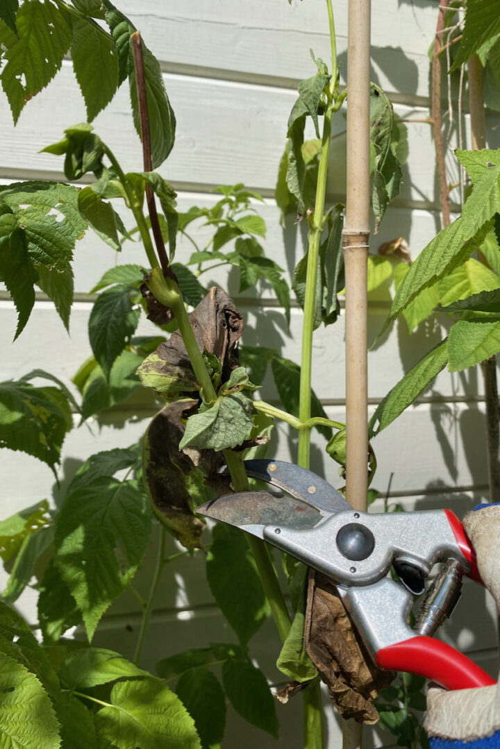 5 Bad Gardening Habits & How to Break Them