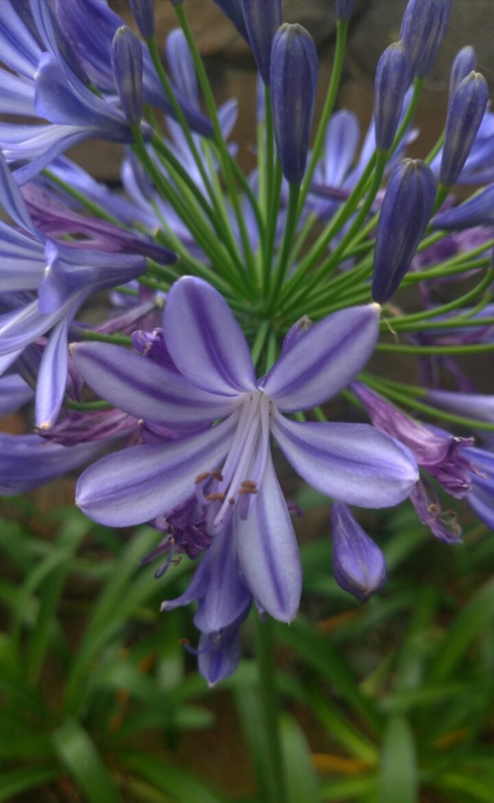 For Stunning Agapanthus Blooms, Don’t Skip This Simple Practice