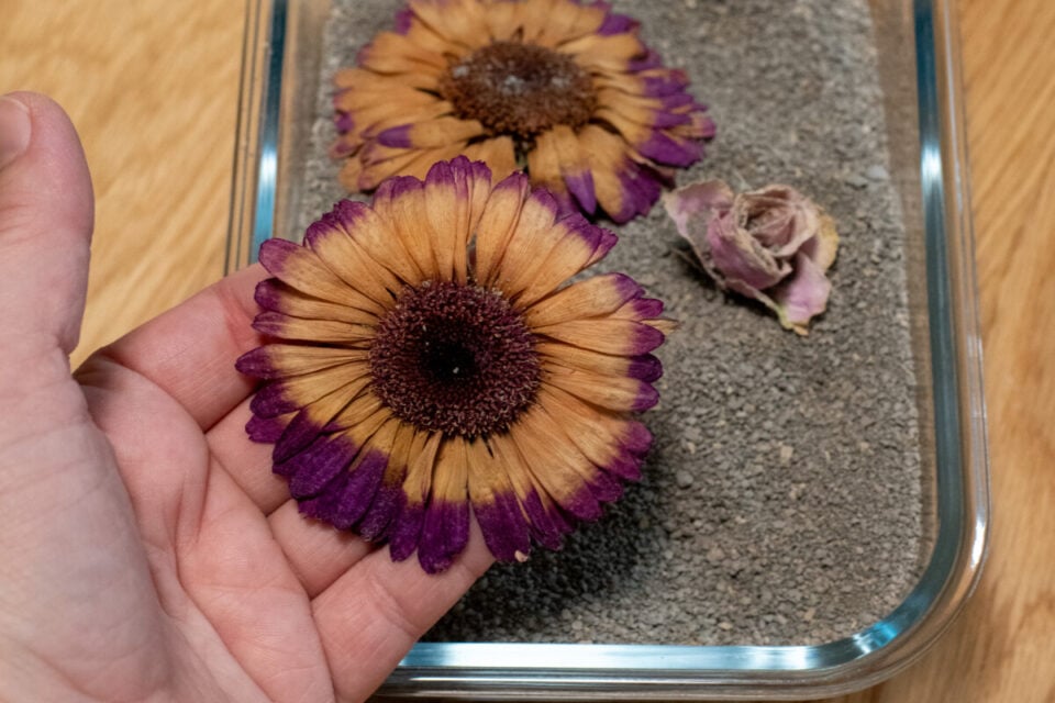 Easily Dry Flowers for Long-Lasting Bouquets with 3 Household Items